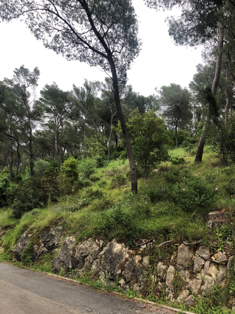 The Marjan Forest Park Loop - lyfe abroad