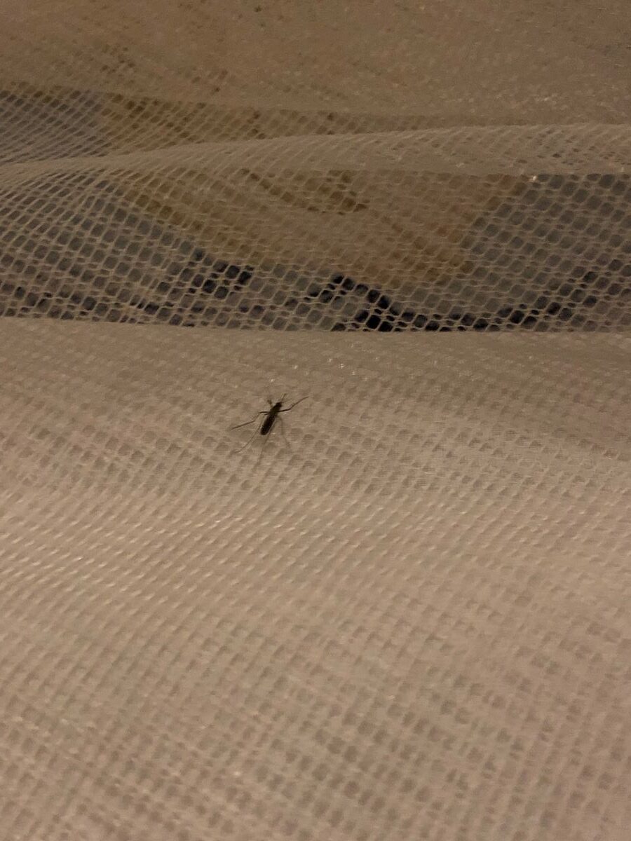 Lets Talk About the Bugs and Insects in Bali - lyfe abroad