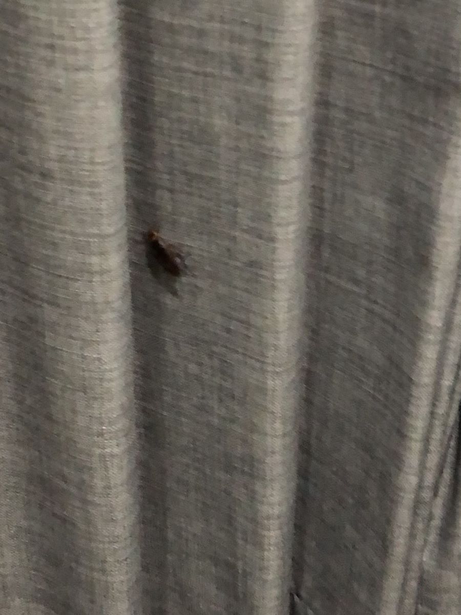 Lets Talk About the Bugs and Insects in Bali - lyfe abroad