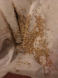 Lets Talk About the Bugs and Insects in Bali - lyfe abroad