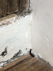 Lets Talk About the Bugs and Insects in Bali - lyfe abroad