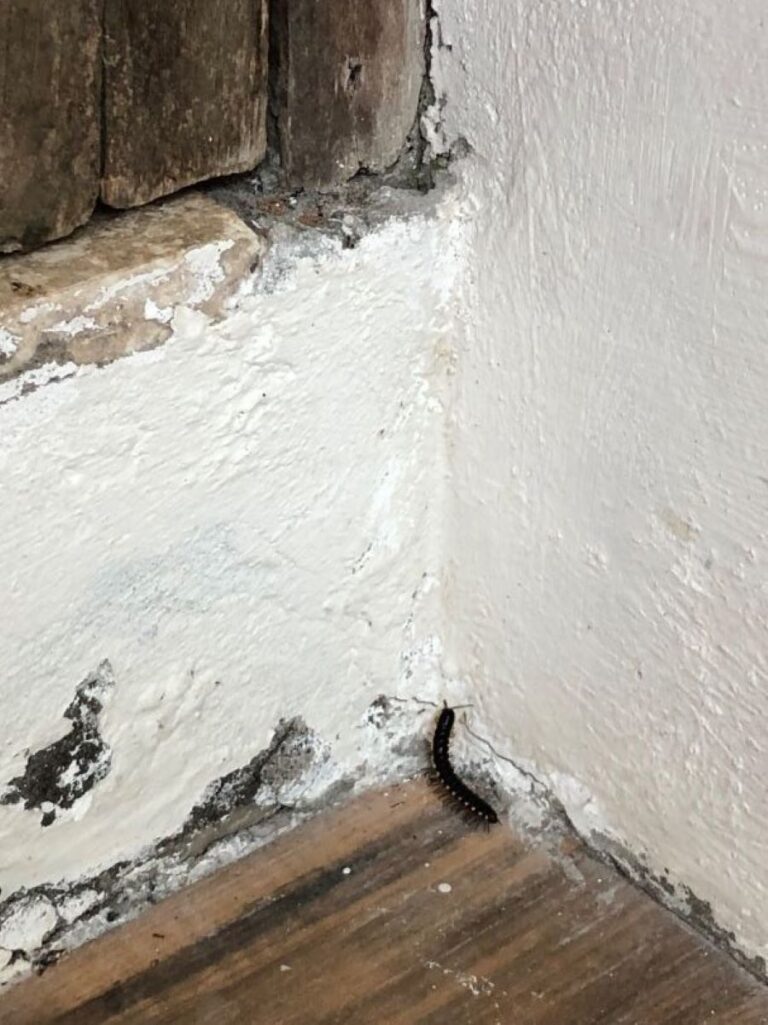 Lets Talk About the Bugs and Insects in Bali - lyfe abroad