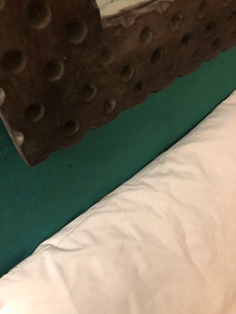 Lets Talk About the Bugs and Insects in Bali - lyfe abroad