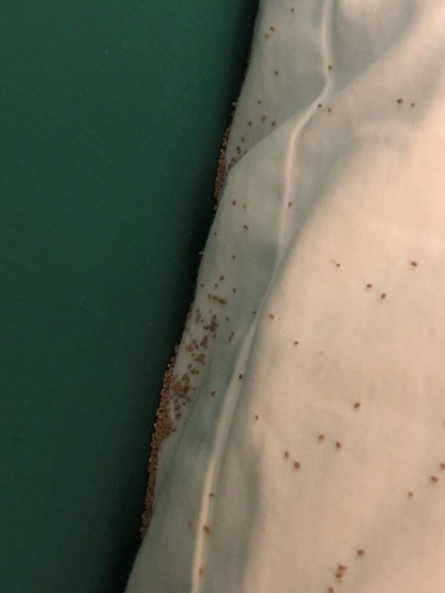 Lets Talk About the Bugs and Insects in Bali - lyfe abroad