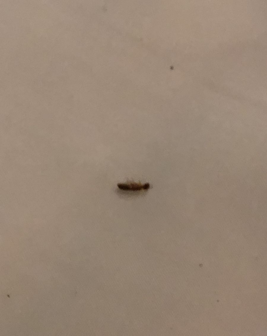 Lets Talk About the Bugs and Insects in Bali - lyfe abroad