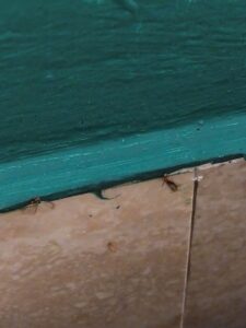 Lets Talk About the Bugs and Insects in Bali - lyfe abroad