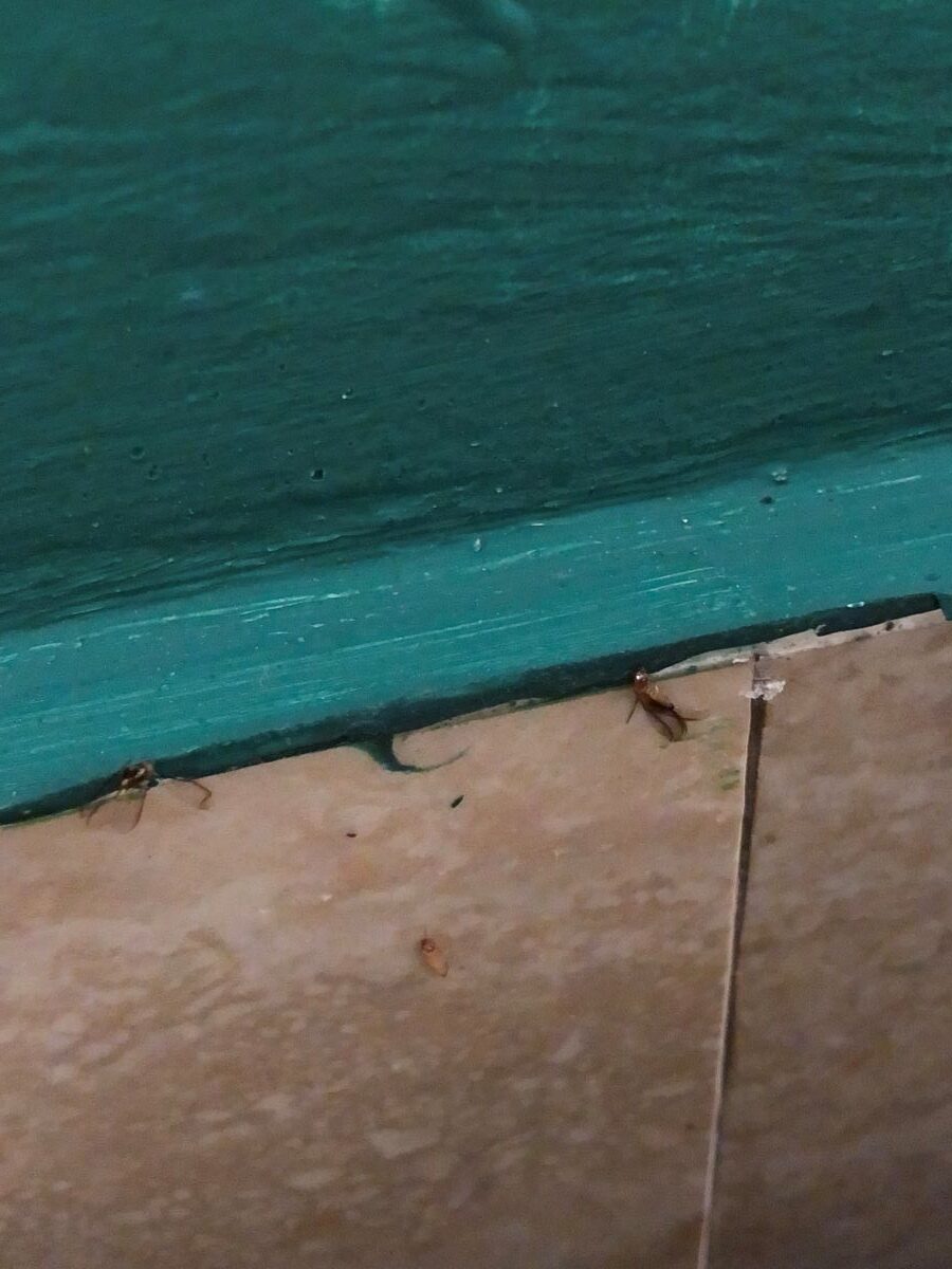 Lets Talk About the Bugs and Insects in Bali - lyfe abroad