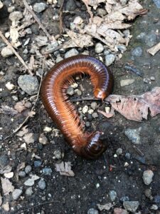 Lets Talk About the Bugs and Insects in Bali - lyfe abroad