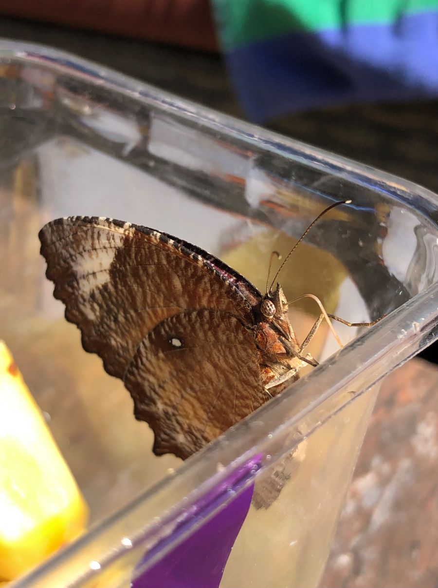 Lets Talk About the Bugs and Insects in Bali - lyfe abroad