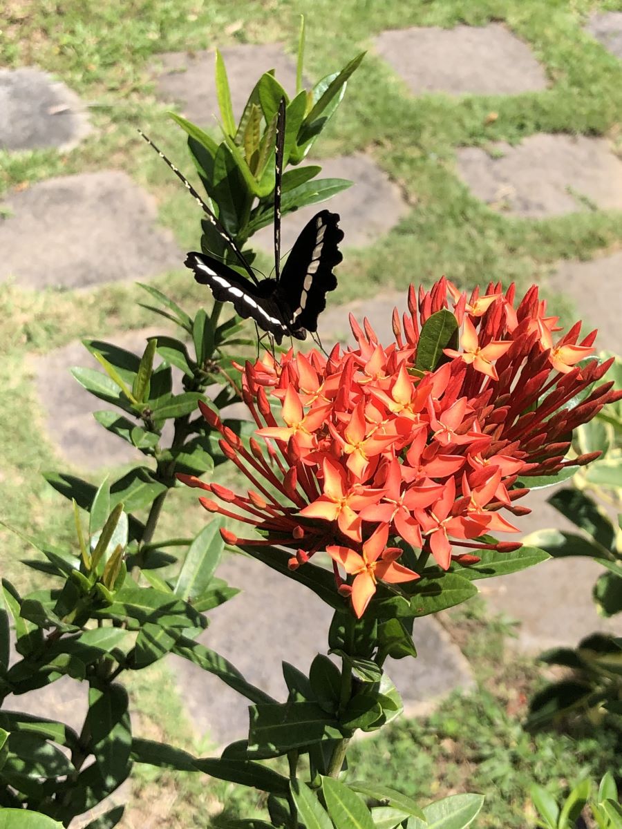 Lets Talk About the Bugs and Insects in Bali - lyfe abroad