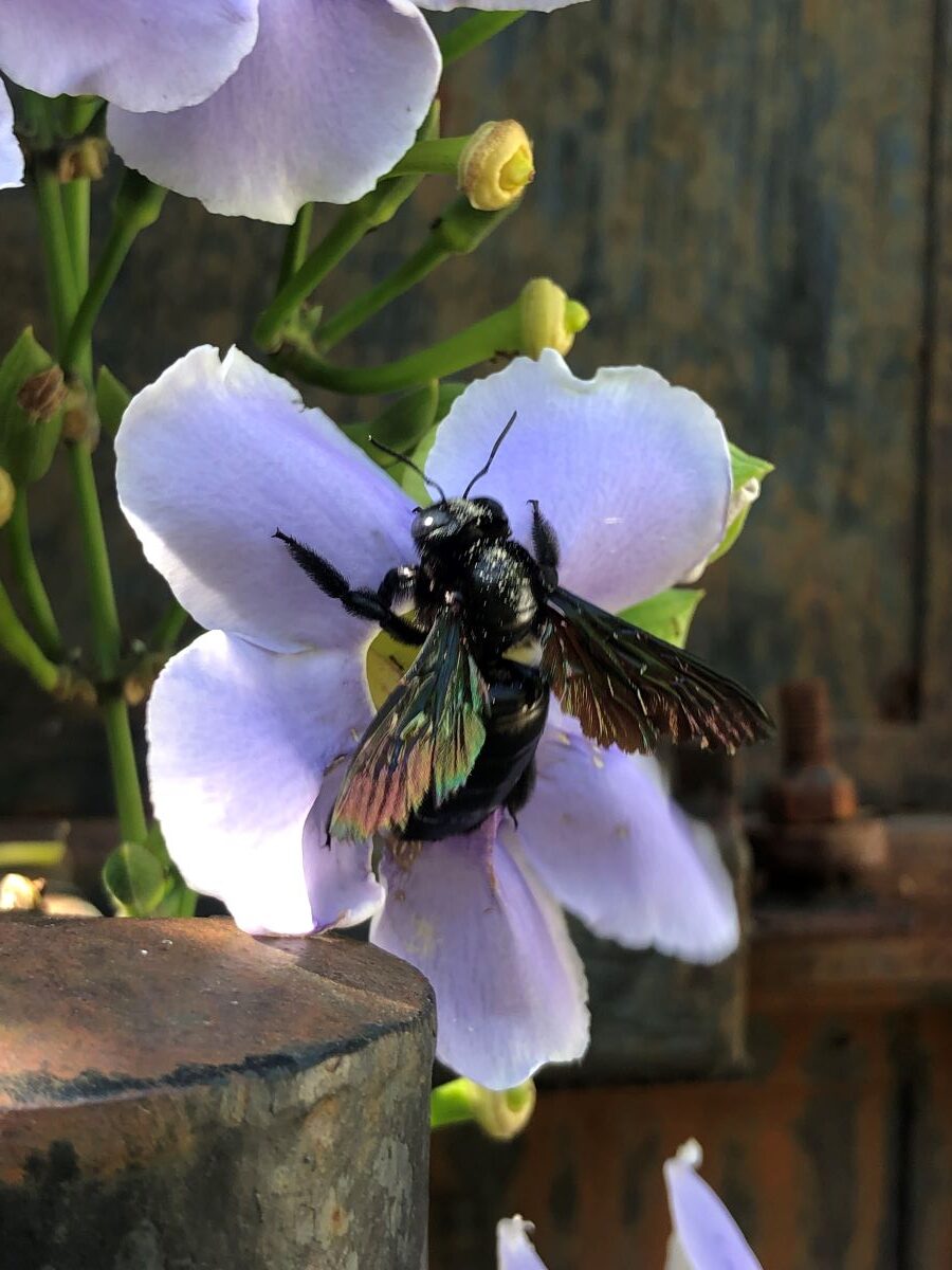 Lets Talk About the Bugs and Insects in Bali - lyfe abroad