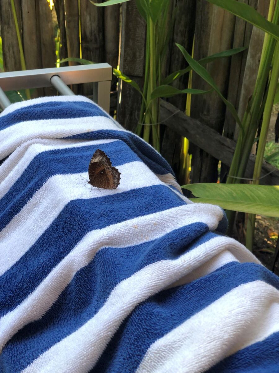 Lets Talk About the Bugs and Insects in Bali - lyfe abroad