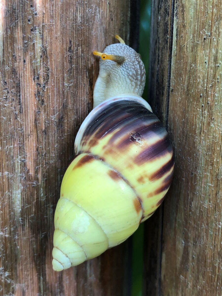 Lets Talk About the Bugs and Insects in Bali - lyfe abroad