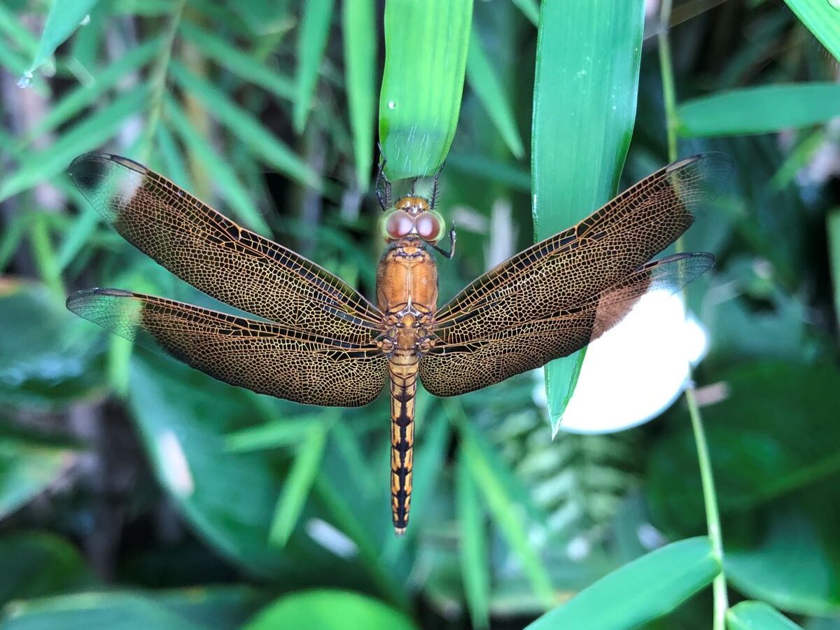Lets Talk About the Bugs and Insects in Bali - lyfe abroad