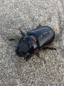 Lets Talk About the Bugs and Insects in Bali - lyfe abroad