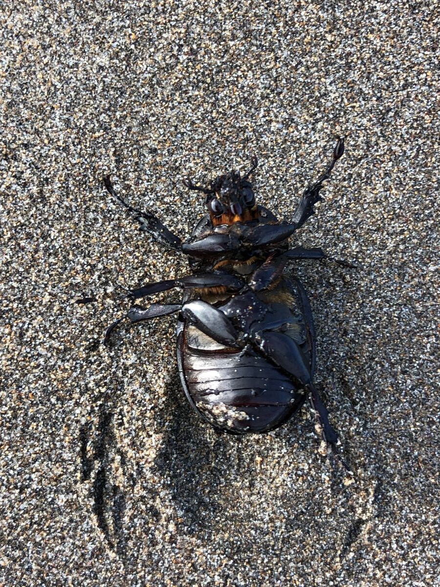 Lets Talk About the Bugs and Insects in Bali - lyfe abroad